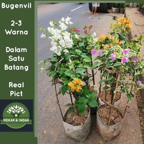 Jual NEW STOCK TANAMAN BUGENVIL 3 WARNA BUNGA/ POHON BUGENVILLE ...