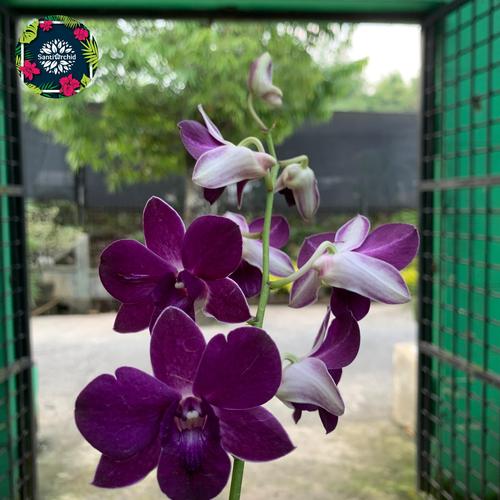 Jual Anggrek dendrobium airway blue x blue angel - Jakarta Selatan ...