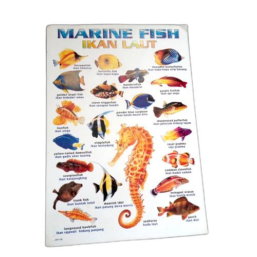 Jual poster mengenal tentang ikan laut narine fish - Kota Bekasi ...