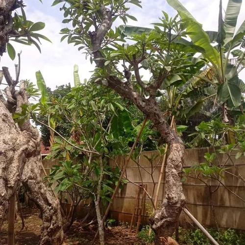 Jual Kamboja fosil atau pohon Kamboja fosil - Kab. Bogor ...