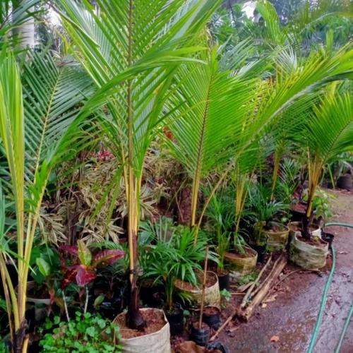 Jual pohon kelapa kuning gading tinggi 2 meter daun - Kab. Bogor ...