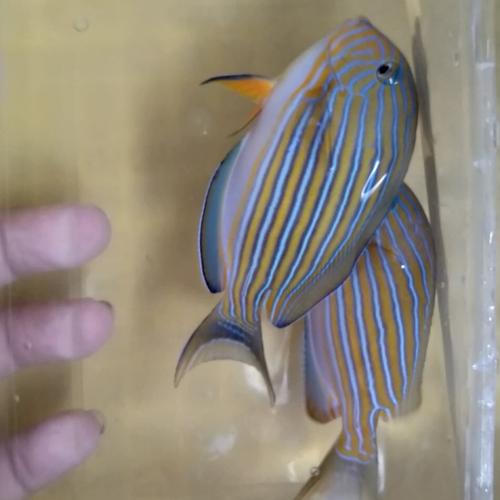 Jual ikan botana kasur ukuran Large - Kota Surabaya - Blue ocean ...