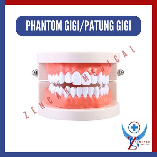 Jual Phantom Gigi / Patung Gigi / Model Study Gigi - Kota Malang ...