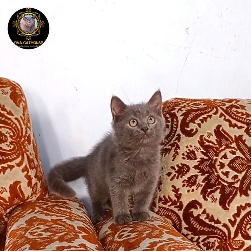 Jual Kucing British kitten betina blue solid - Kab. Boyolali - RVA ...