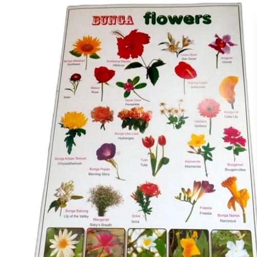Jual poster belajar mengenal jenis dan nama bunga - Kota Bekasi ...