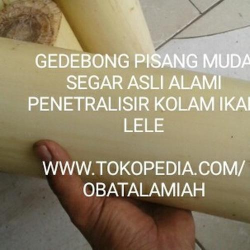Jual gedebog pisang muda alami segar per 1 kilo - GEDEBOG PISANG MUDA ...