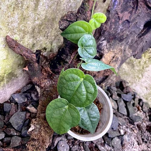 Jual Tanaman Endemik Piper silver borneo - Kab. Kotawaringin Timur ...