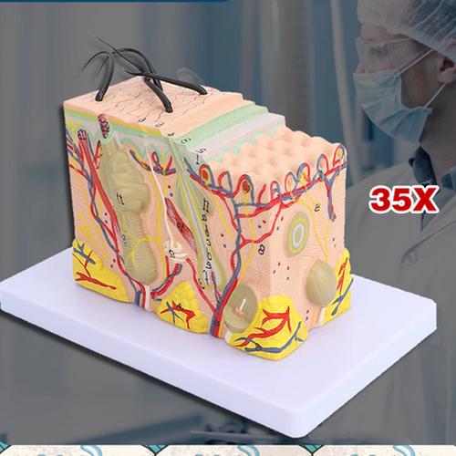 Jual Model Torso Penampang Kulit Manusia - Manekin Torso Model Kulit ...