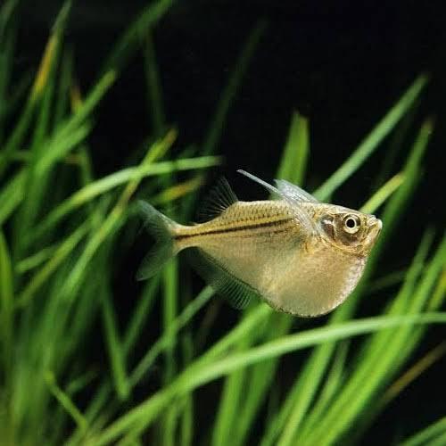 Jual IKAN HATCHET /IKAN HIAS AQUASCAPE/IKAN HIAS AIRTAWAR/IKAN ATAS ...