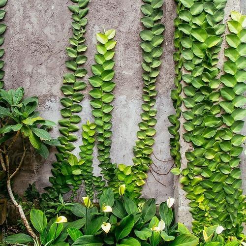 Jual tanaman ficus fumila / climbing fig / dollar rambat bangkok - Kota ...