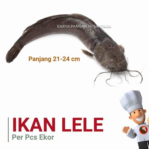 Jual IKAN LELE FRESH FROZEN UTUH IKAN LELE BERSIH SIAP MASAK PER EKOR ...