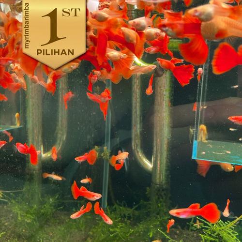 Jual Paket Koloni (isi 10) Guppy AFR Albino Full Red Ikan Hias Aquascape Hiasan Aquarium Tanaman ...