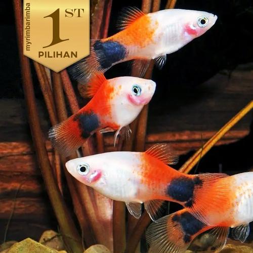 Jual Paket Koloni (isi 10) Platy Caroline Ikan Hias Aquascape Hiasan ...