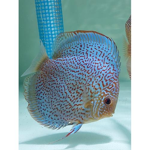 Jual discus leopard panthera 5 inch female / diskus leopard panthera 5 ...