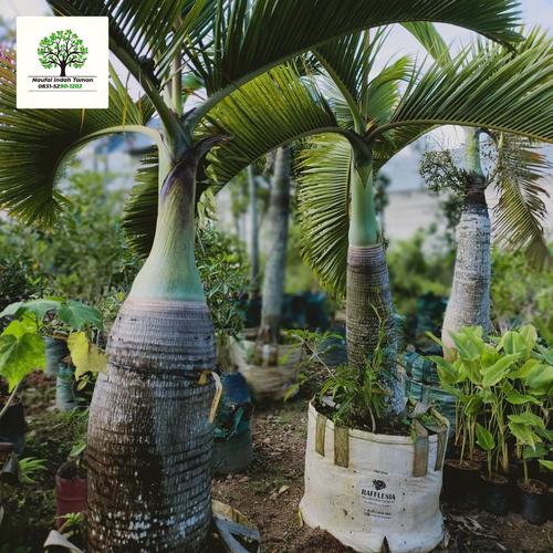 Jual Tanaman palem botol pohon palem botol - Kab. Bogor - Naufalmandiri ...