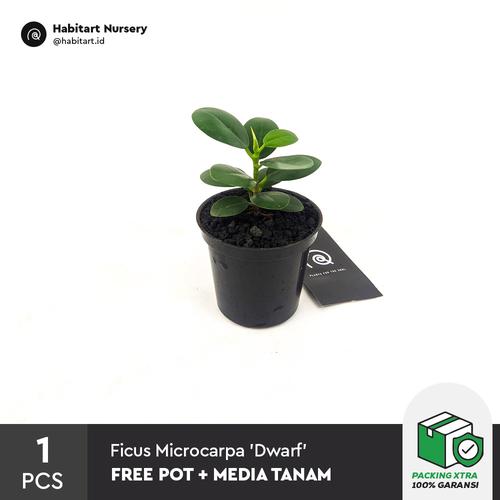 Jual Ficus microcarpa 'dwarf' - tanaman hias indoor / bahan bonsai ...