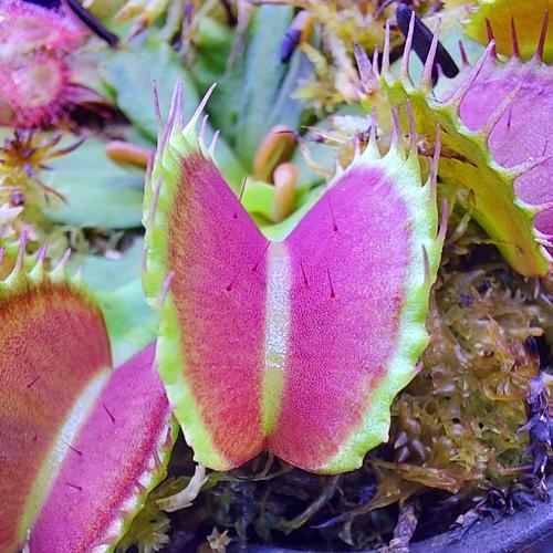 Promo DIONAEA MUSCIPULA venus flytrap raptor - Kab. Magelang - Terrace ...