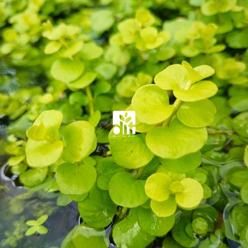 Jual lysimachia Aurea Golden - Tanaman Aquatic Aquascape - Kab. Malang ...