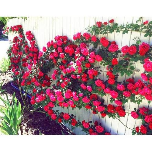 Jual Amefurashi 20 Benih Biji Bibit Bunga Mawar Rambat Red Climbing ...