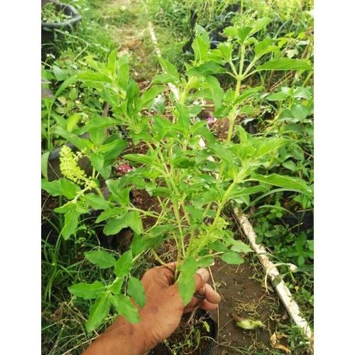 Jual Boom Bibit Tanaman Ruku Ruku Pohon Daun Ruku Ruku - Jakarta ...