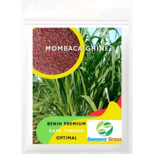 Jual Benih Rumput Mombaca F1 Grass Seed Kemasan 600 Biji Rumput hidup ...