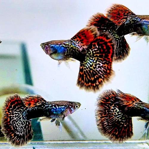 Jual ready ikan hias guppy red dragon sepasang jantan betina hiasan ...