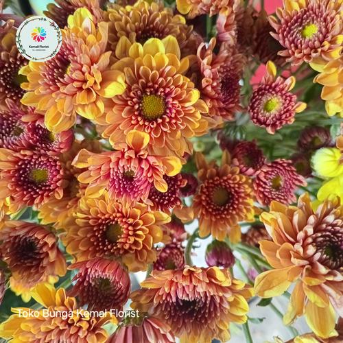 Jual 5 tangkai bunga segar puma - Kuning Glod - Kota Depok - toko bunga ...