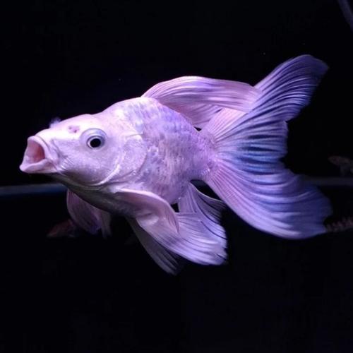 Jual KOI HUDIELOG SHORT BODY PLATINUM BUTTERFLY 7-12 CM - Kab. Blitar ...