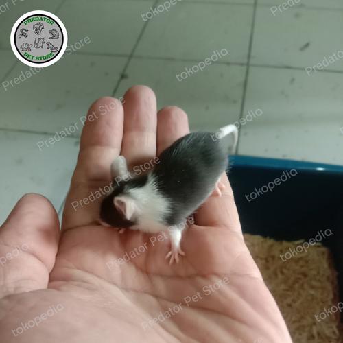 Jual MENCIT JEPANG / TIKUS PUTIH / TIKUS BELANG - Kota Bandung ...