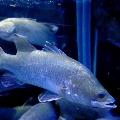 Jual ready Ikan Barramundi air tawar, ikan hias predator ukuran kecil ...