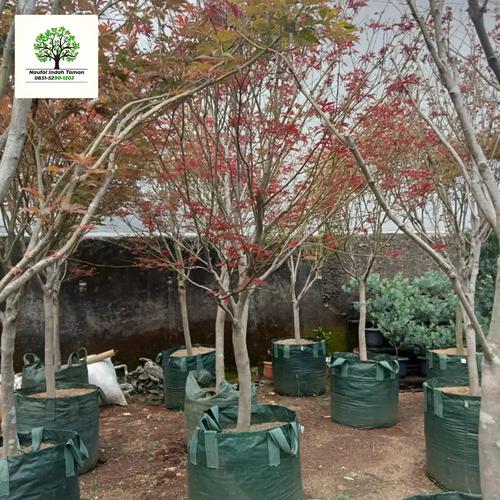 Jual POHON MAPLE - RED MAPLE TANAMAN HIDUP - Kab. Bogor - Naufalmandiri ...