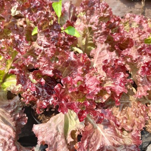 Promo Tanaman Sayur Selada Merah / Red Lettuce / Lactuca Sativa - Kota ...