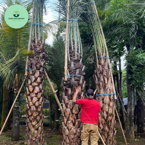 Jual Pohon Palem Kurma Bahari Tinggi Batang 2M lebih Free Tanam ...