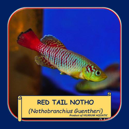 Promo IKAN HIAS AIR TAWAR - GUENTHERI RED KILLIFISH / REDTAIL NOTHO ...