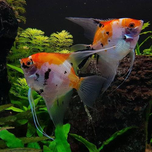 Jual ikan hias manfish red koi - Jakarta Timur - Jaktim_Goldfish ...
