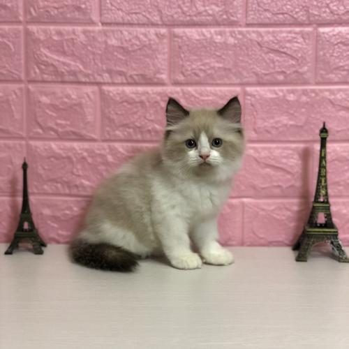 Jual kucing ragdoll jantan - Jakarta Selatan - MokenCatHouse | Tokopedia