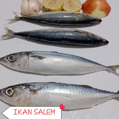 Jual IKAN SALEM /MACKEREL /IKAN SARDEN FROZEN 1KG - Jakarta Utara - Dwi ...
