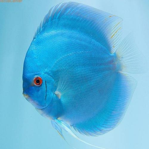 Jual Ikan hias Discus Blue diamond kualitas terbaik - Kab. Bogor - Sriwijaya_Discus | Tokopedia