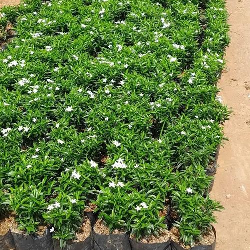 Jual 20 tanaman hias rembosa mini tanaman semak berbunga - Kab. Bogor ...