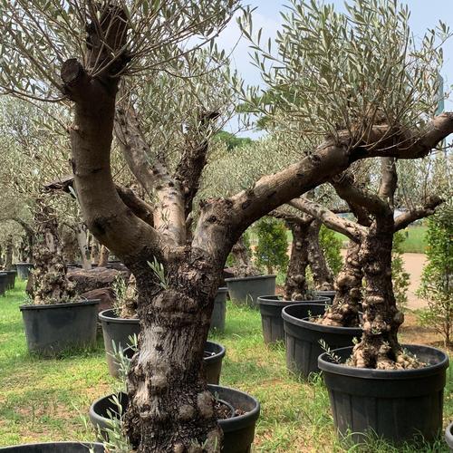 Jual Olive Tree Zaitun Fosil/Olea Europa Ekonomis Free Tanam ...