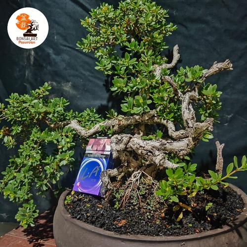 Jual Bonsai Santigi Karang Medium 01 - Kota Pasuruan - Bonsai Art Pasuruan | Tokopedia