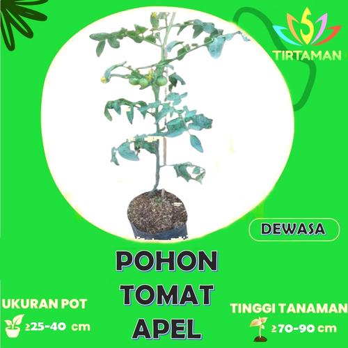 Jual pohon tomat apel / tomat sudah berbuah / pohon tomat buah / pohon ...
