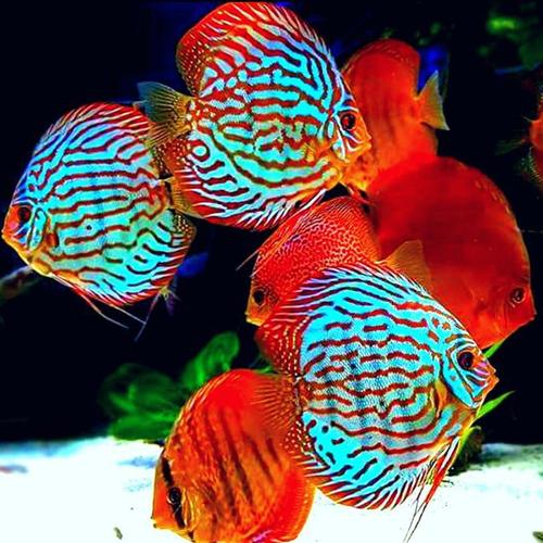 Promo Paket Discus 1 inchi berbagai jenis / kombinasi warna dan pattern ...