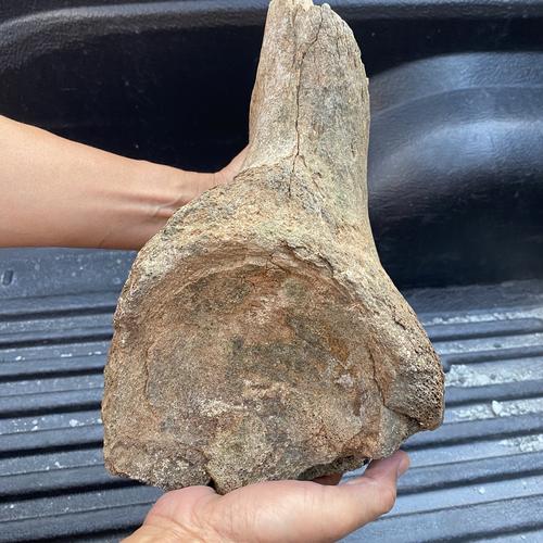Jual SUPER RARE | JUMBO Ice Age Mammoth Vertebrae Spine Bone Fossil ...