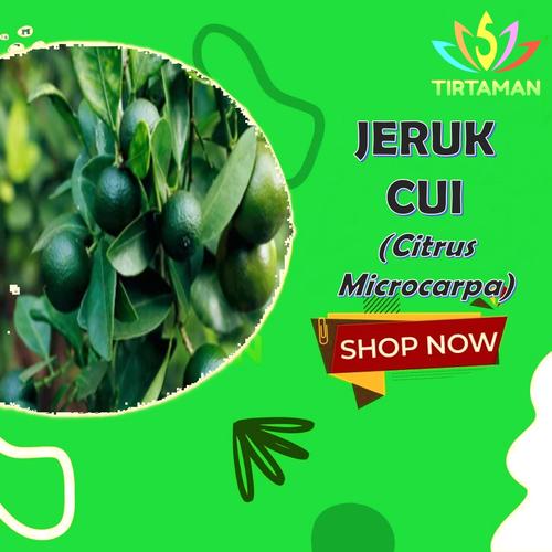 Jual pohon jeruk cui / jeruk cui sudah berbuah / pohon jeruk lemon buah ...
