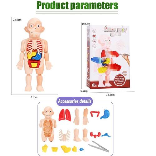 Jual Mainan Ilmu Pengetahuan Alam & Teknologi HUMAN BODY MODEL TORSO ...