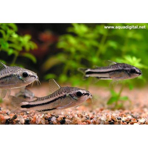 Jual Ikan Pembersih Corydoras Pygmy / Ikan Hias Aquascape Corydoras ...