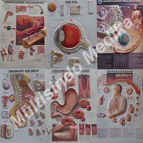 Jual 3D Anatomical Chart Poster / Poster Anatomik Tubuh 3D 21cm x 29cm ...