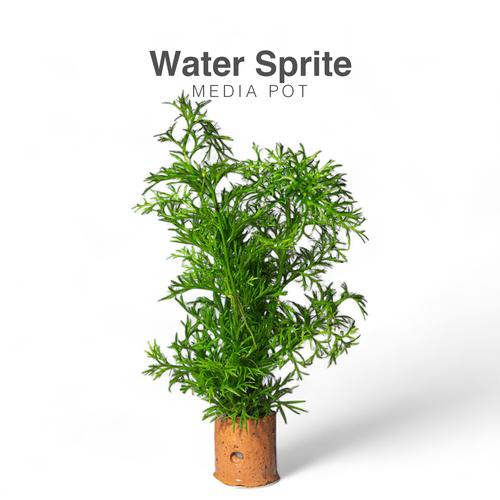 Jual Water Sprite / Ceratopteris Thalictroides / Tanaman Pot Aquascape ...