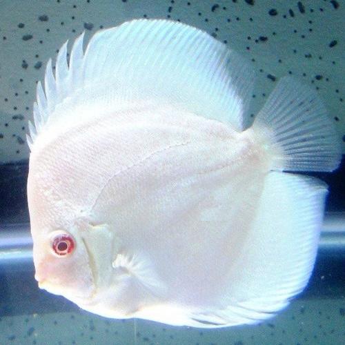 Jual Ikan hias Discus Albino Platinum Red eyes kualitas terbaik/ Ikan ...